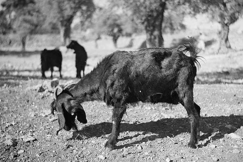 Syrian Goat - Breed Profile - Goat Journal